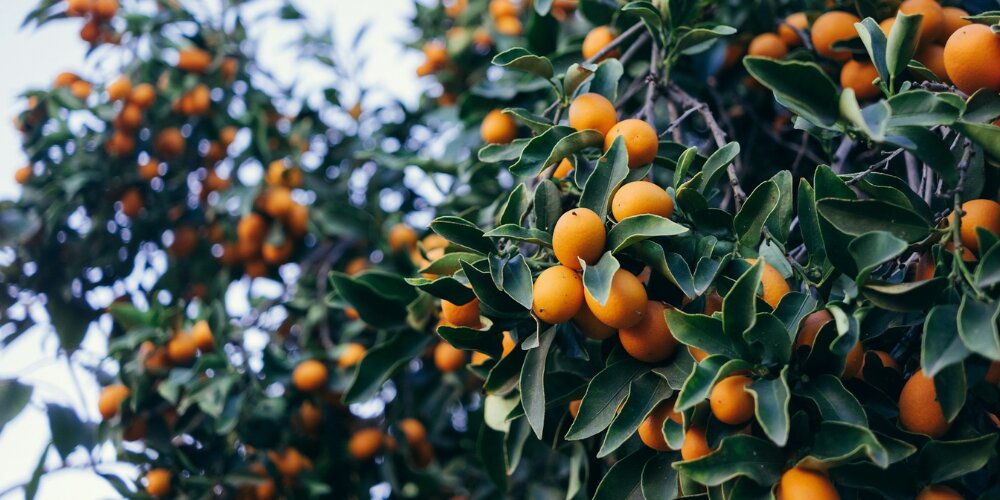 Fruitbomen snoeien en verzorgen - Tuinland | Hét Tuincentrum van het ...