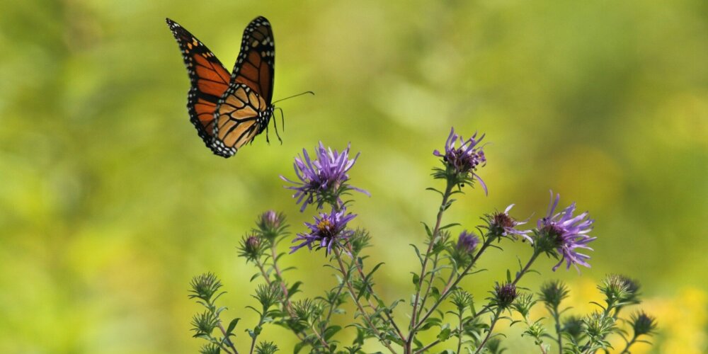 Tips voor een prachtige vlindertuin - Tuinland | Hét Tuincentrum van ...