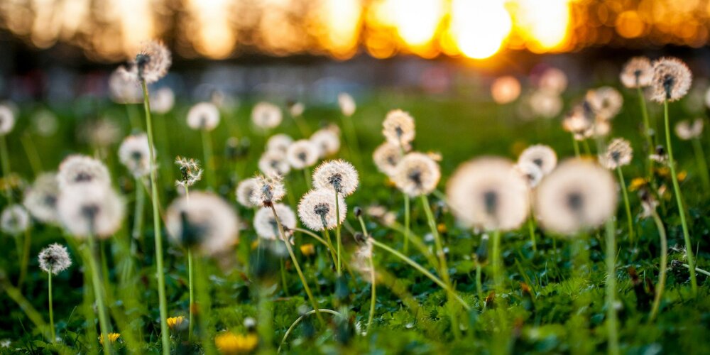 Welke verschillende soorten onkruid zijn er en hoe kun je ze herkennen ...