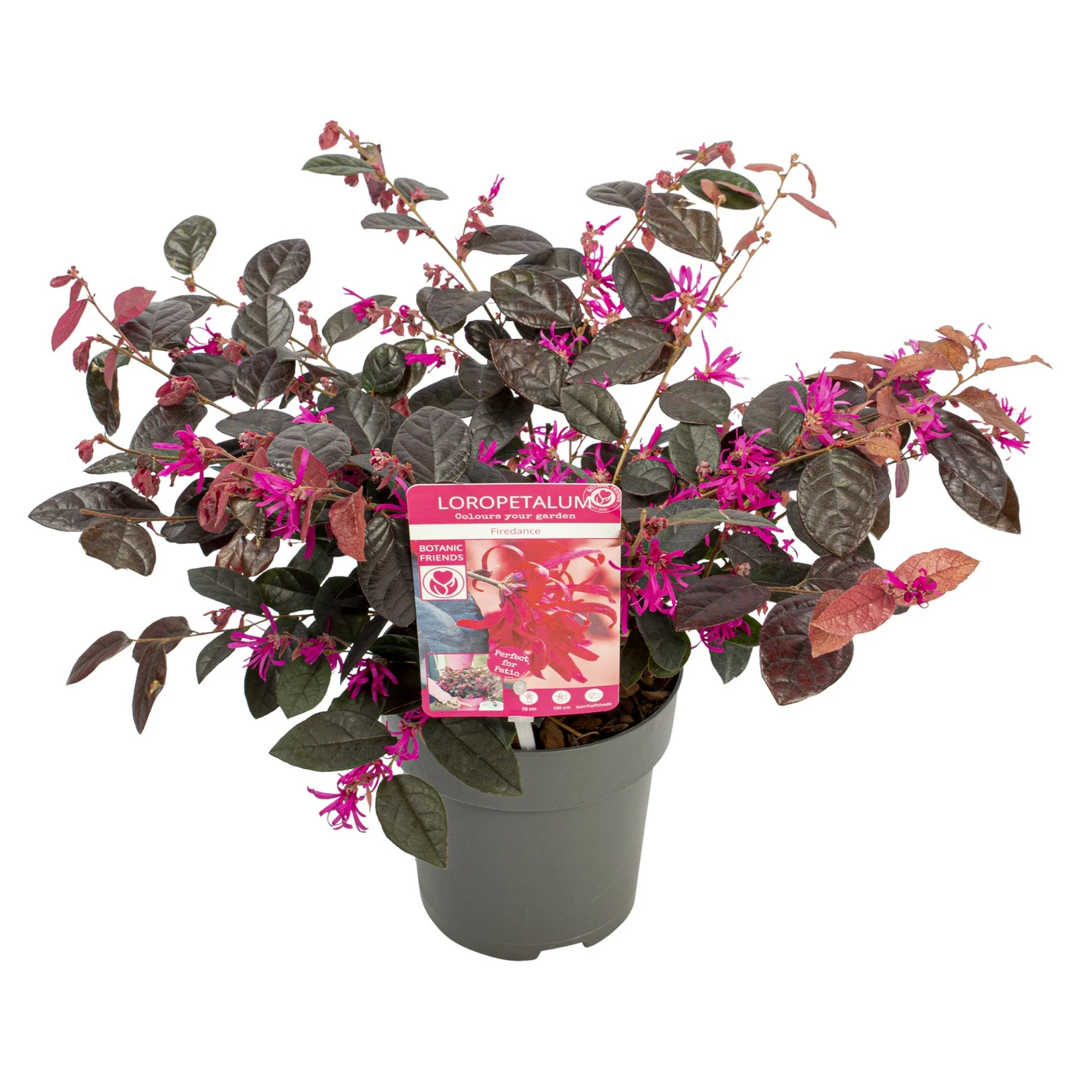 Heksenstruik - Tuinland | Hét Tuincentrum van het Noorden | Volop ...