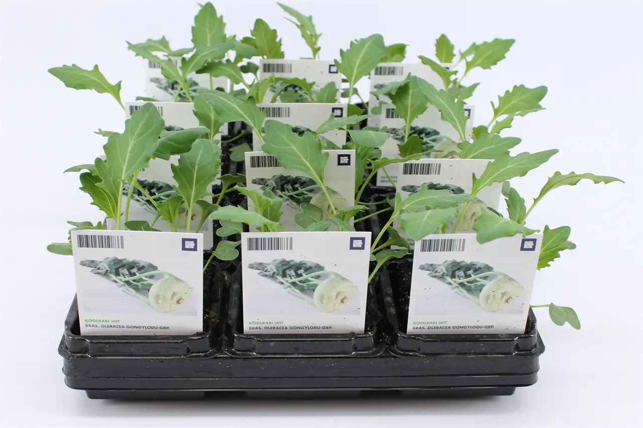 Kool, Koolrabi Wit (Bio) - Tuinland | Hét Tuincentrum van het Noorden ...