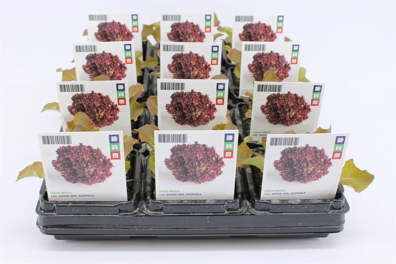 Bio Sla, Lollo Rossa - Tuinland | Hét Tuincentrum van het Noorden ...