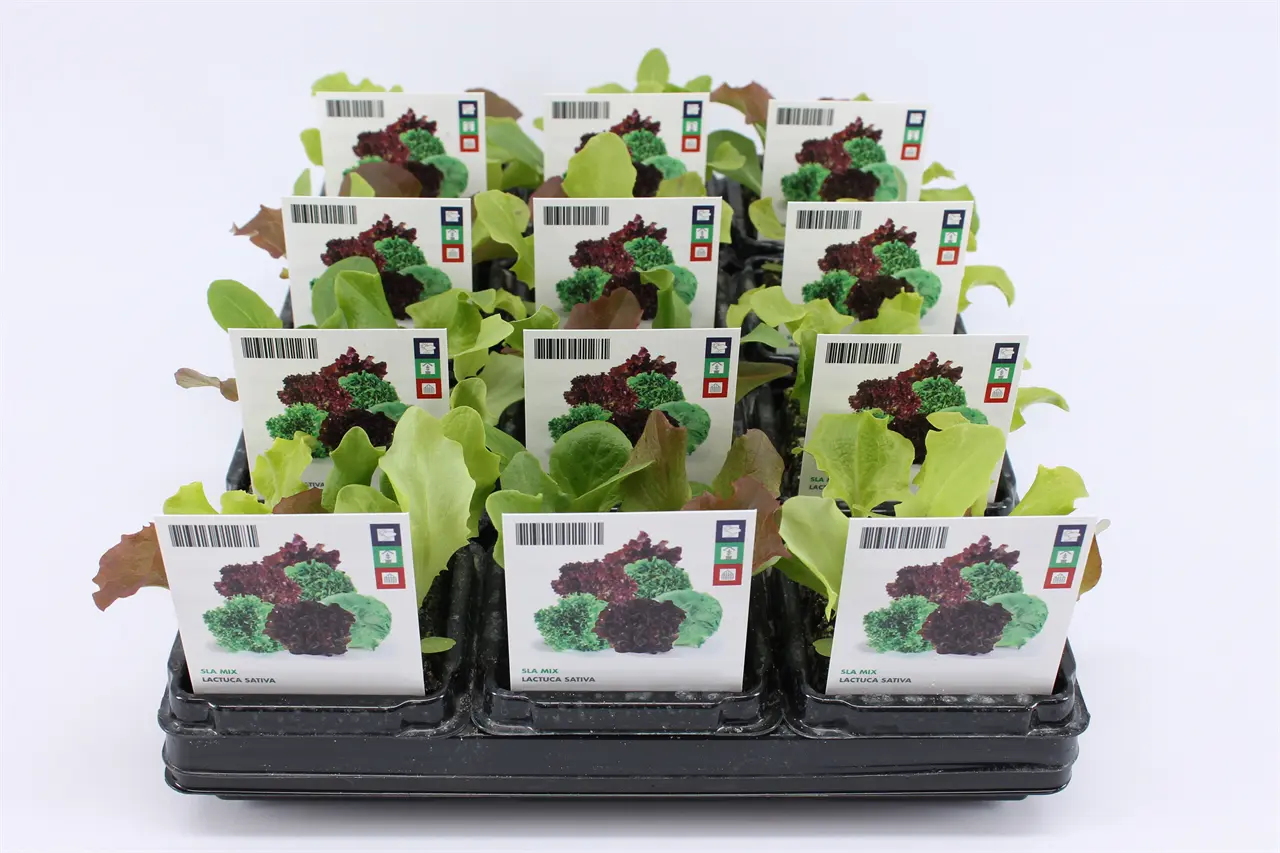 Sla, Mix (Bio) - Tuinland | Hét Tuincentrum van het Noorden | Volop ...