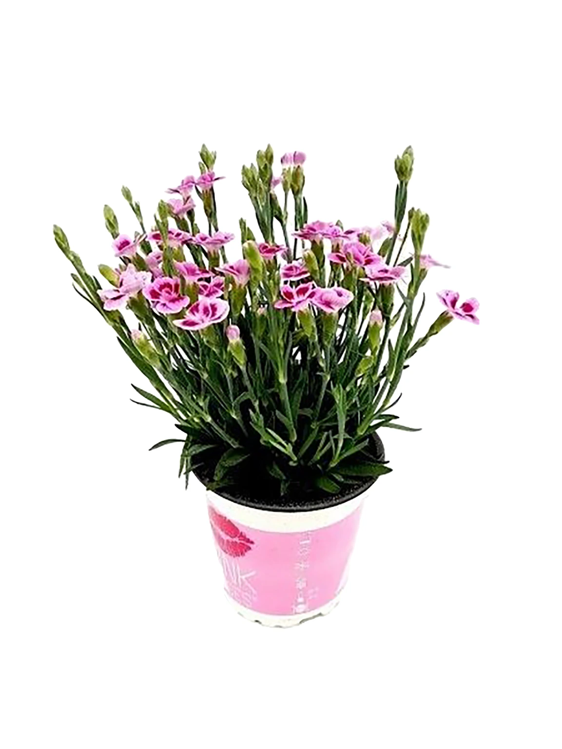Anjer - Dianthus - Tuinland | Hét Tuincentrum van het Noorden | Volop ...