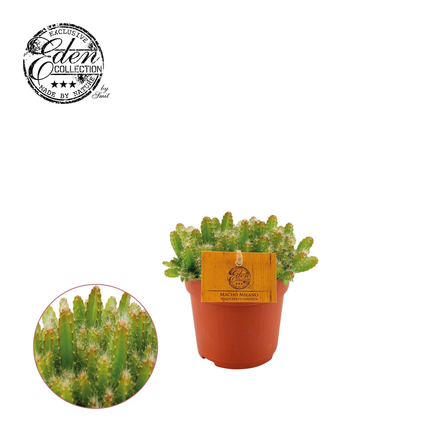 Drakenvrucht - Tuinland | Hét Tuincentrum van het Noorden | Volop ...