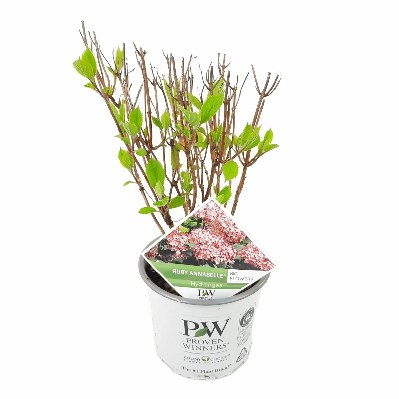 Hortensia - Tuinland | Hét Tuincentrum van het Noorden | Volop inspiratie