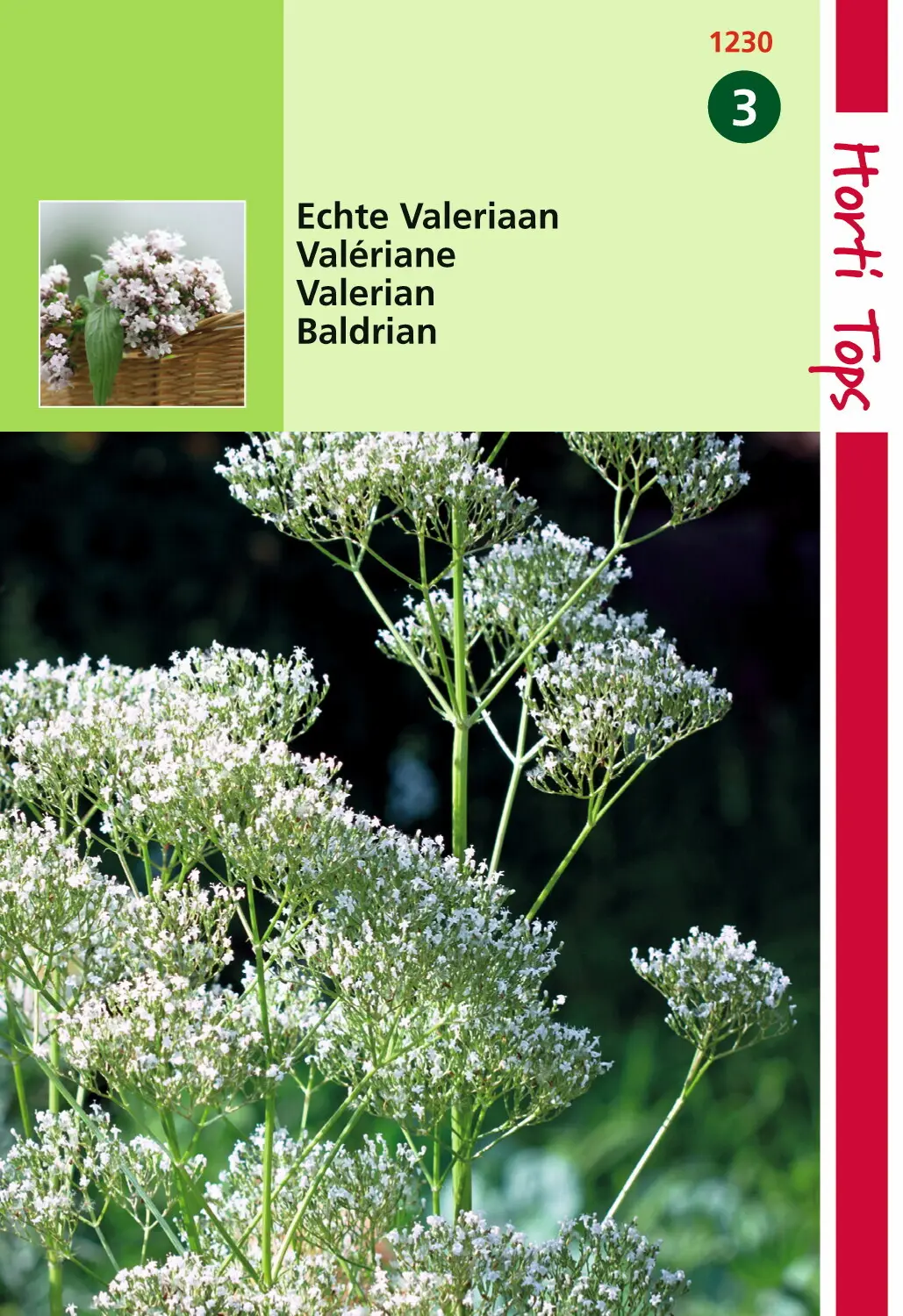 Ht Echte Valeriaan - Tuinland | Hét Tuincentrum van het Noorden | Volop ...