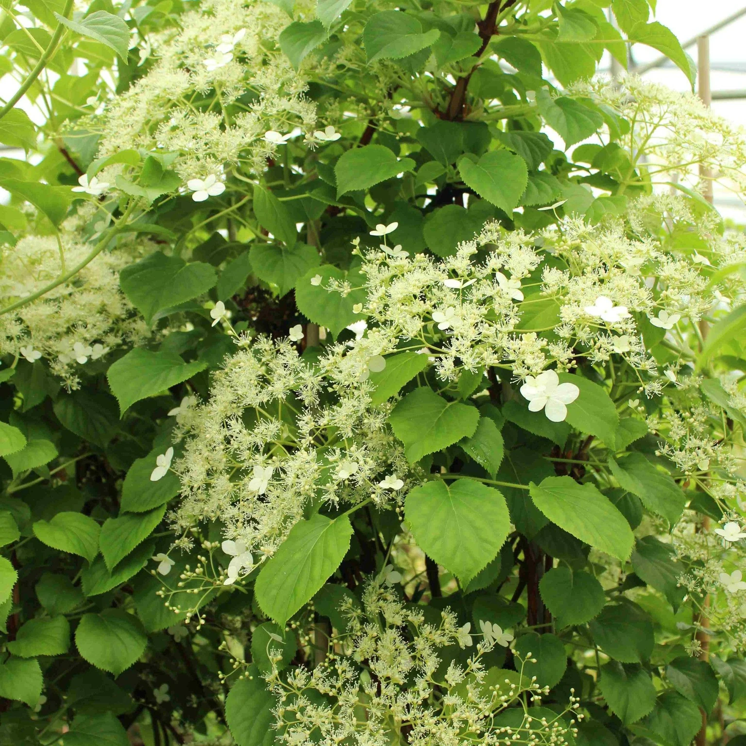 Klimhortensia - Tuinland | Hét Tuincentrum van het Noorden | Volop ...
