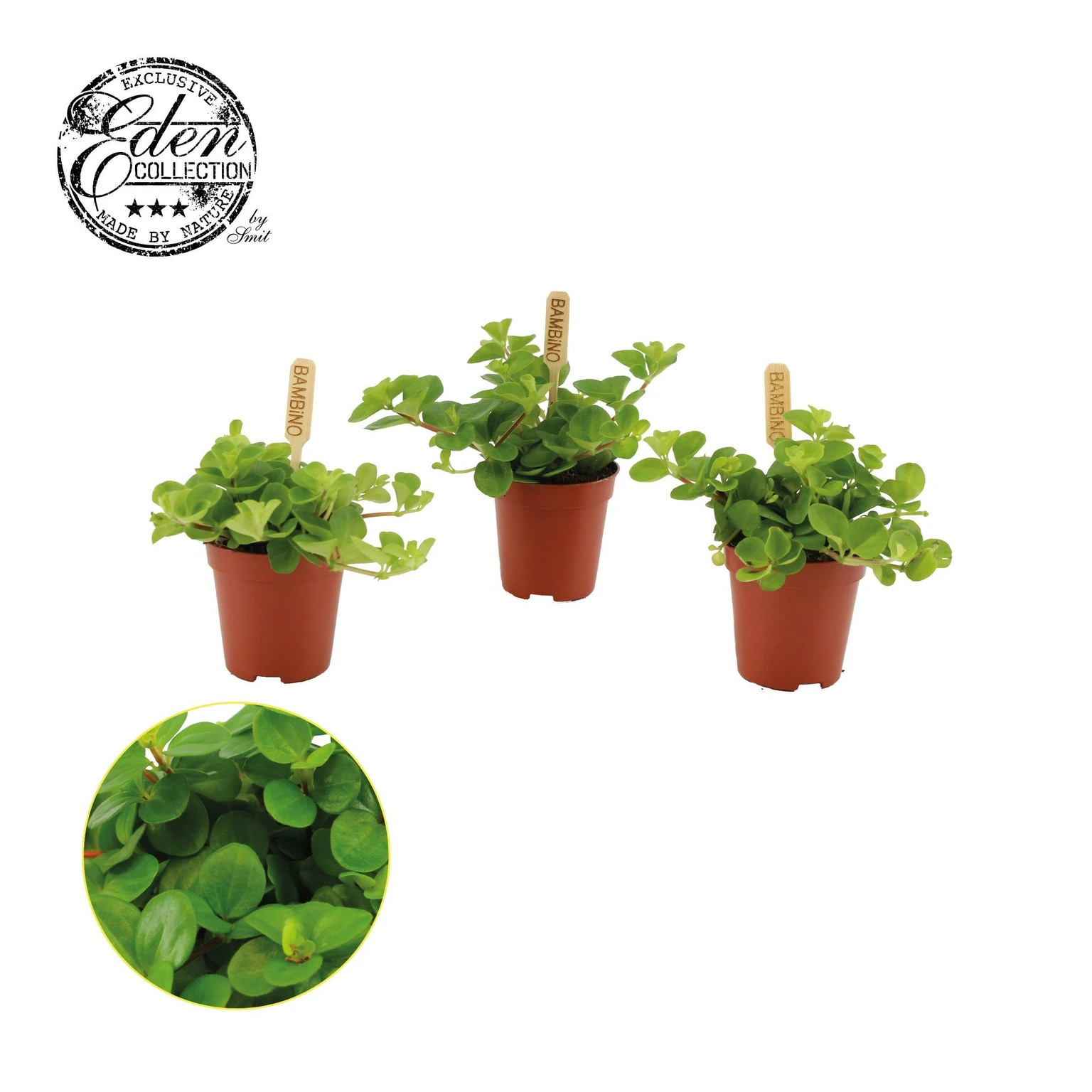 Peperomia Rotundifolia - Tuinland | Hét Tuincentrum van het Noorden ...