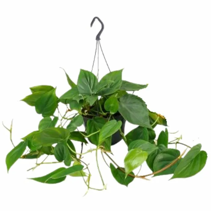 Philodendron - Tuinland | Hét Tuincentrum van het Noorden | Volop ...