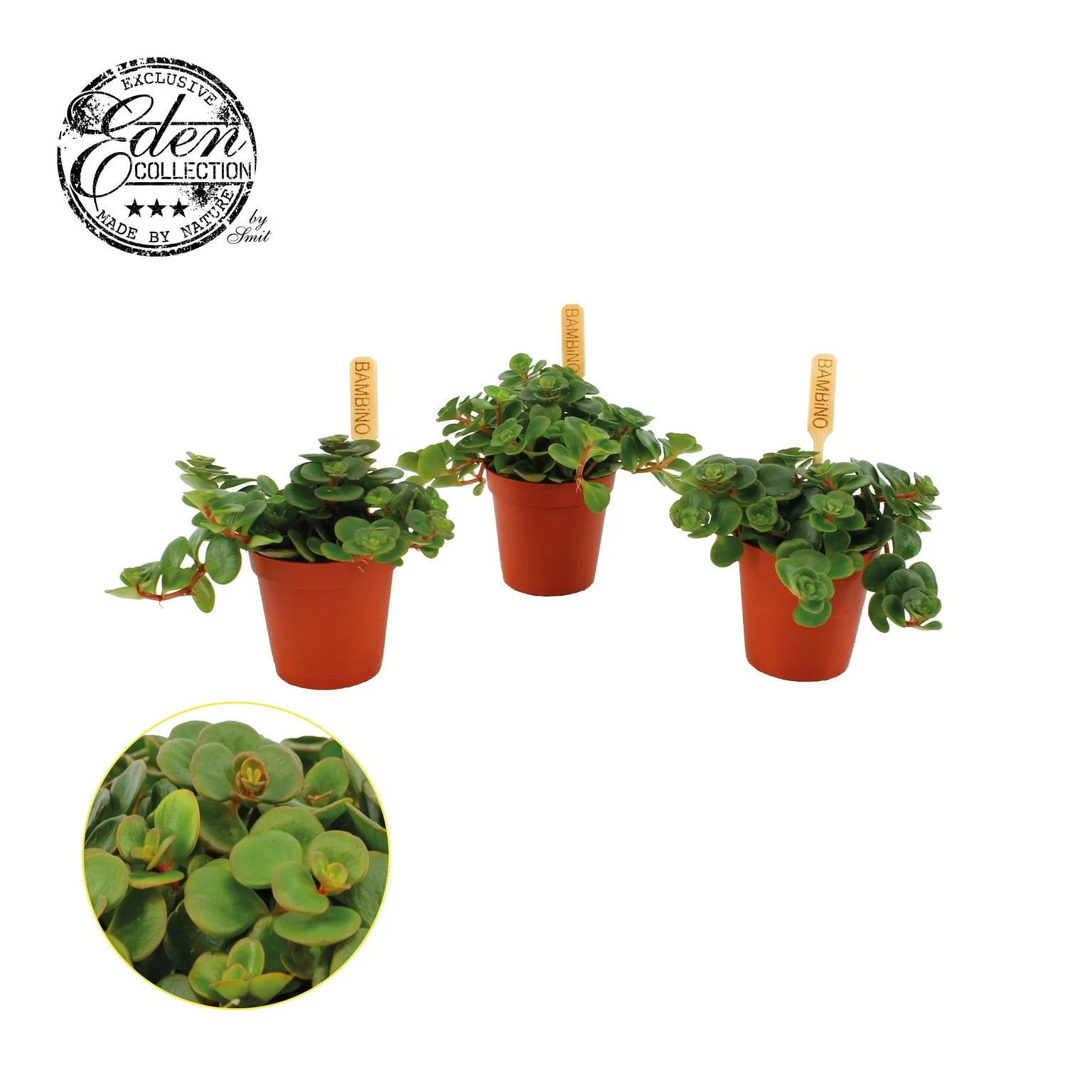 Sedum Tornado - Tuinland | Hét Tuincentrum van het Noorden | Volop ...