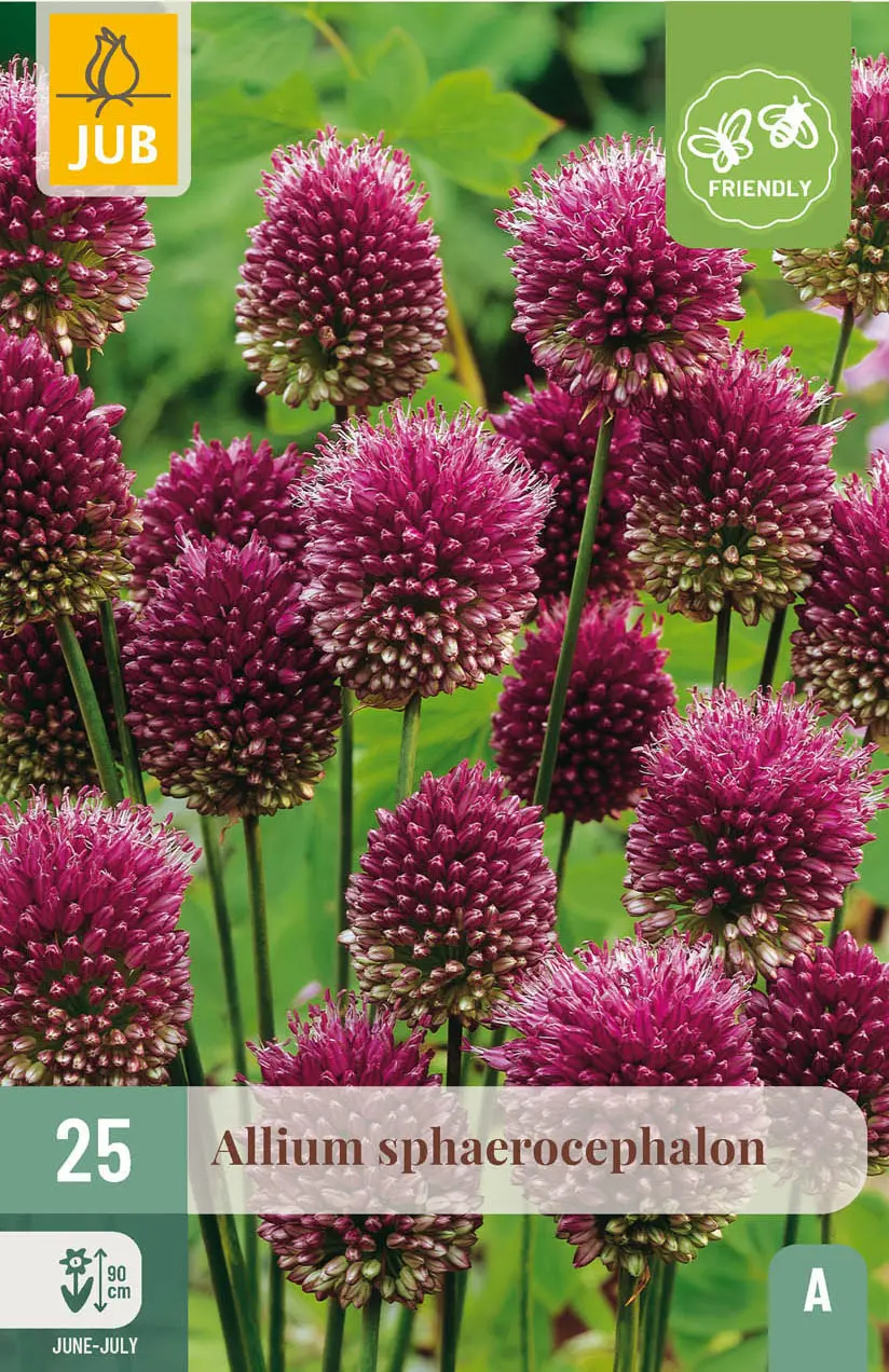 Sierui 'Sphaerocephalon' - Tuinland | Hét Tuincentrum van het Noorden ...
