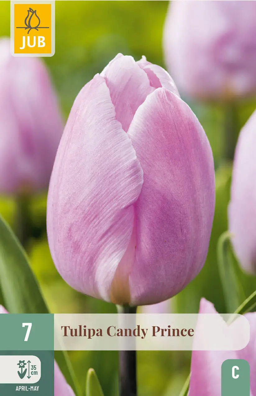 Tulp 'Candy Prince' - Tuinland | Hét Tuincentrum van het Noorden ...