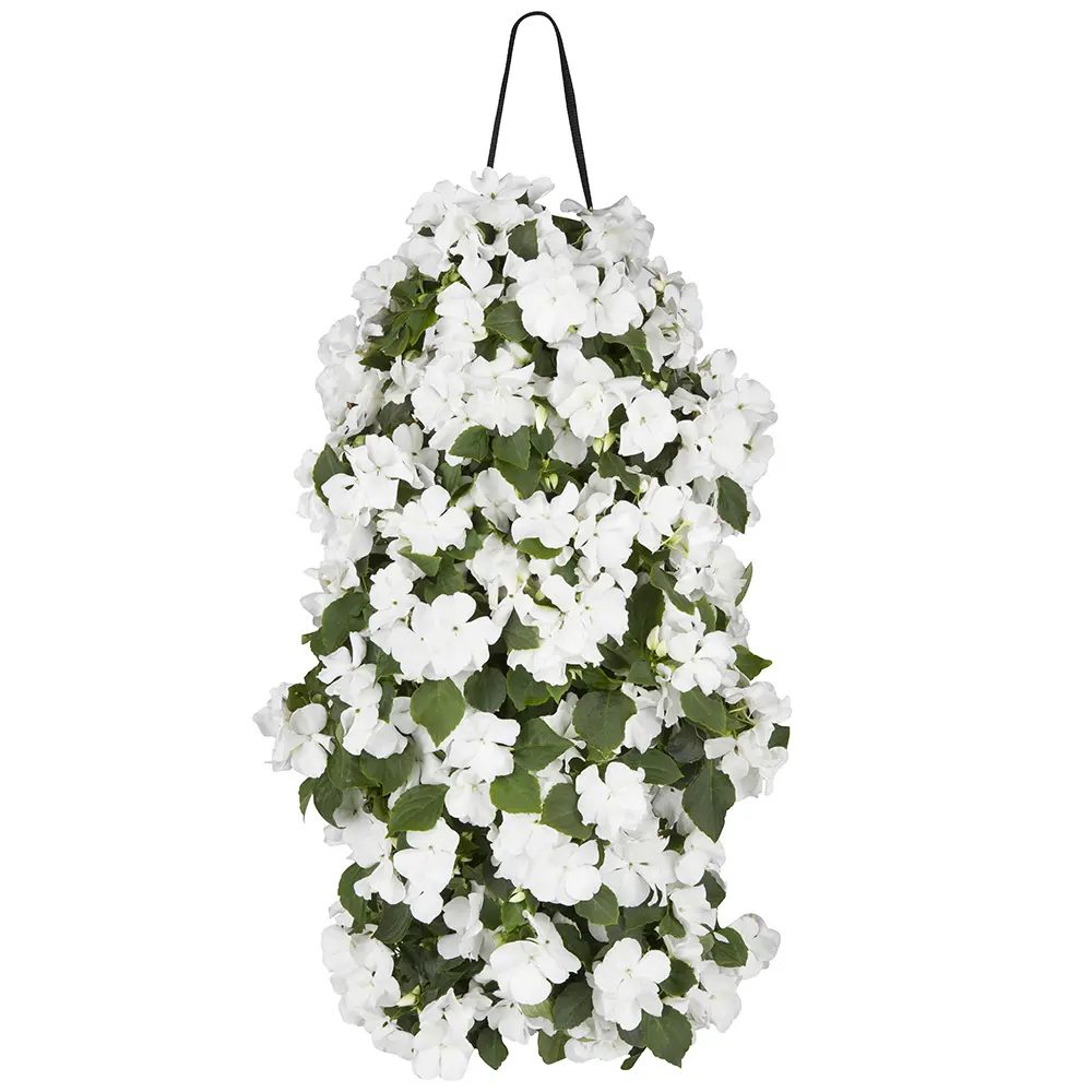 Wandhanger Impatiens - Tuinland | Hét Tuincentrum van het Noorden ...